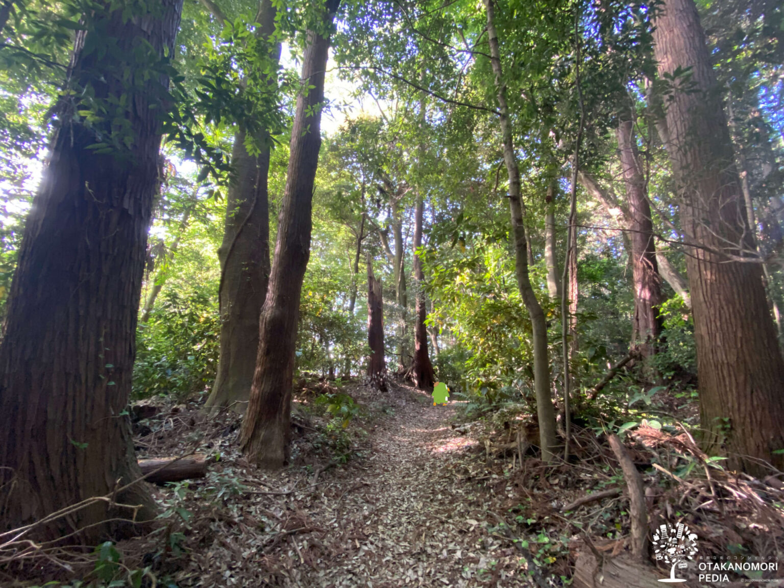 Nagareyama Otakanomori Forest information site "Otakanomori Pedia" website